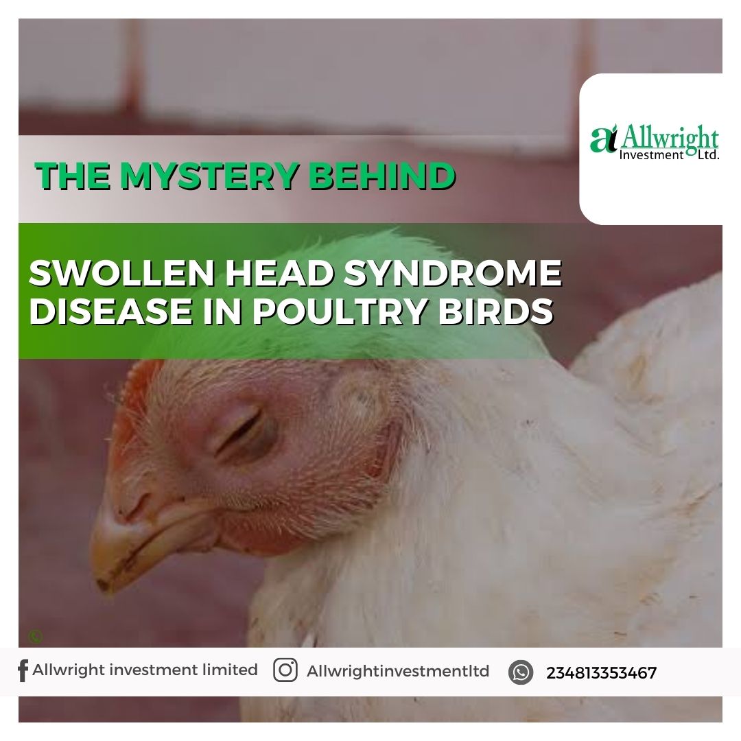 The Mystery Behind Swollen Head Syndrome Disease In Poultry Birds ...